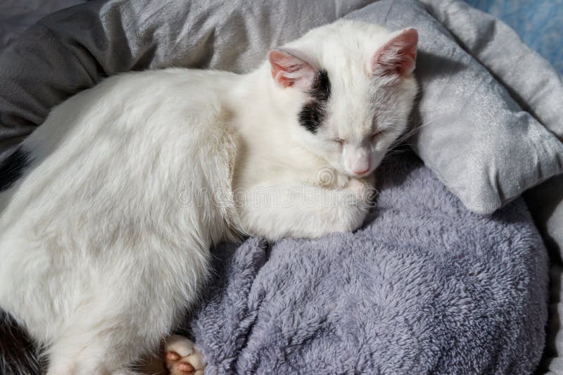 White Cat Lying in His Soft Cozy Cat Bed Stock Image - Image of home ...