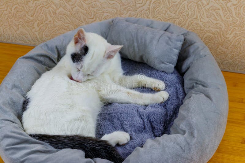 White Cat Lying in His Soft Cozy Cat Bed Stock Image - Image of ...