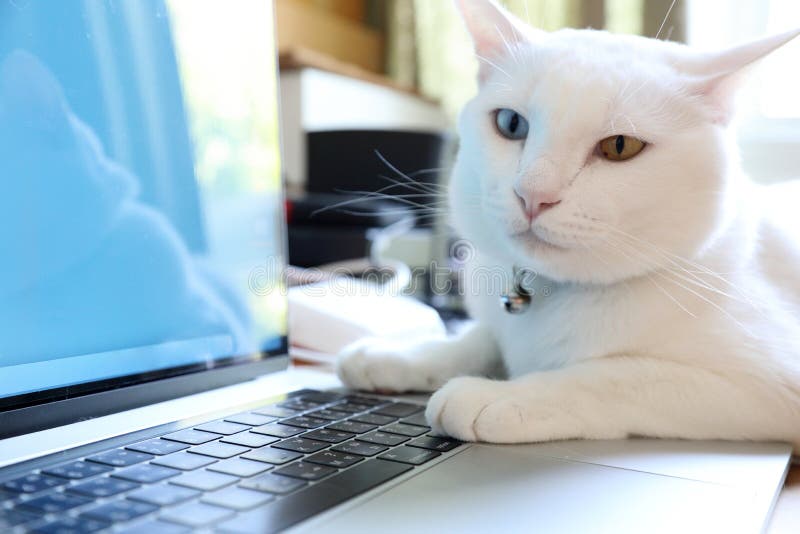 White Cat Lying stock photo. Image of funny, khaomanee - 233069944