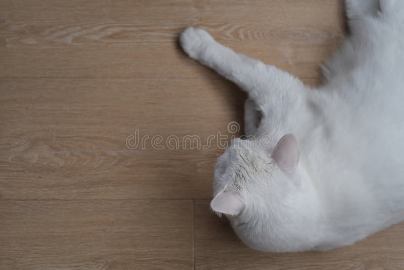 White Cat Lying on Wooden Floor Stock Image - Image of overhead, animal ...