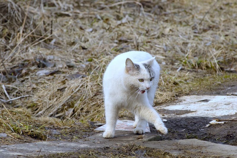 White Cat Make a Step Aside Stock Image - Image of catkin, funny: 39414527