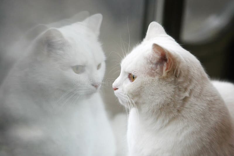 White Cat Mirror Reflection Stock Photo - Image of portrait, domestic ...
