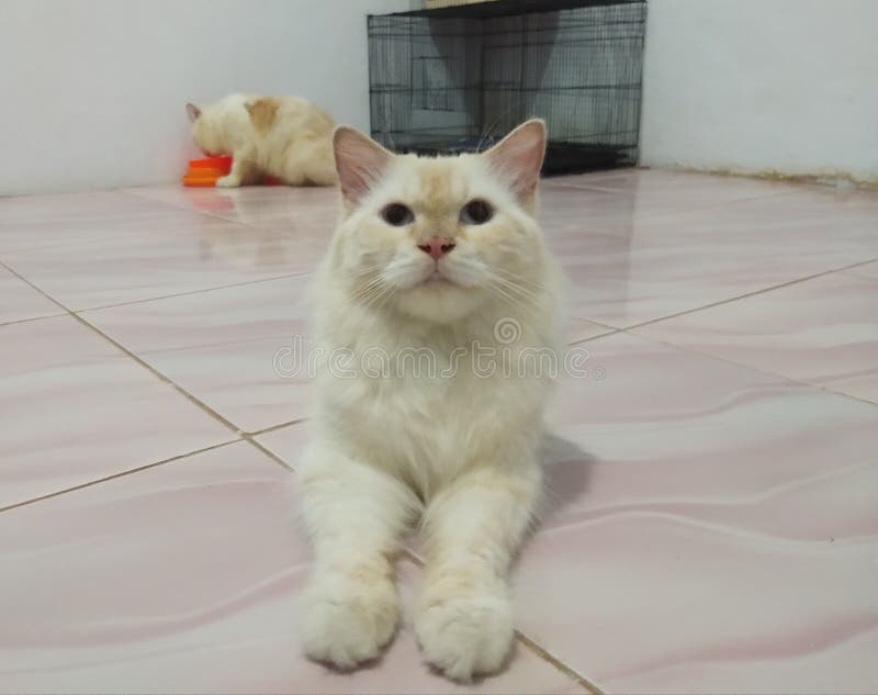 The White Cat Name is Jacky Tom Stock Photo - Image of white, jacky ...