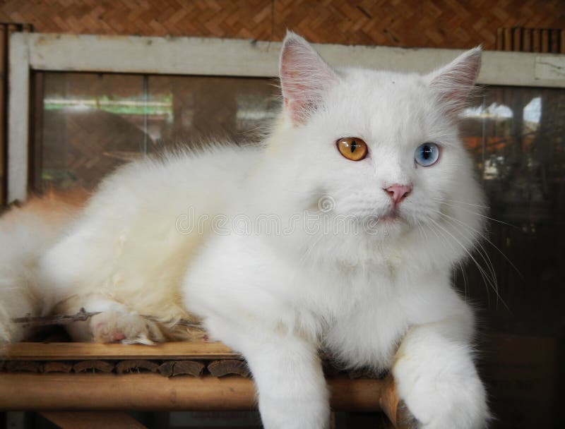 White cat stock photo. Image of color, eyes, young, look - 36173256