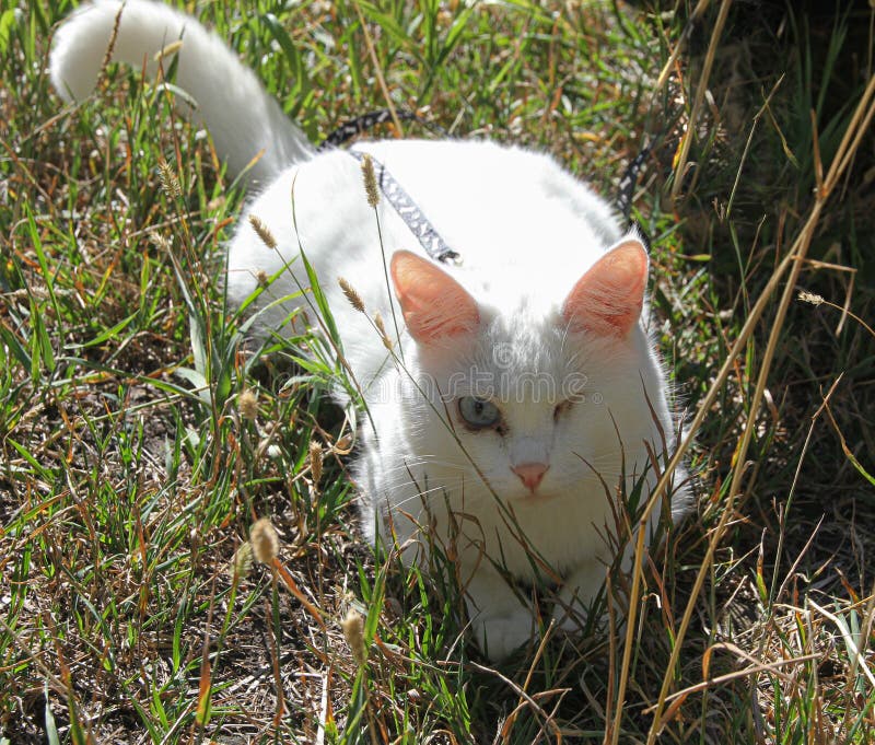 White Cat with One Eye on the Walk Stock Image - Image of hair, kitty ...