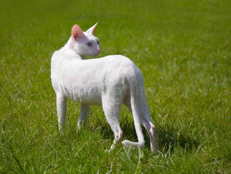 The white cat outdoor stock image. Image of mammal, elegant - 13615781