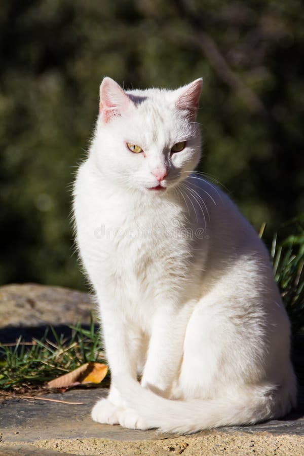 White cat stock photo. Image of white, domestic, outdoor - 43431812