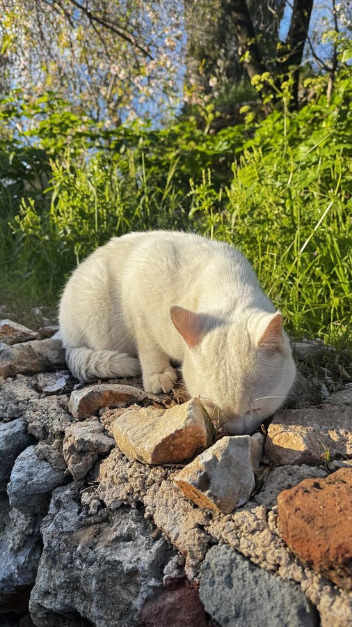 White cat outside stock photo. Image of kitten, belly - 376428160