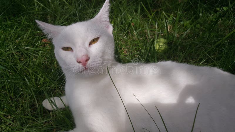 White Cat Outside Nature Grass Stock Image - Image of outside, grass ...