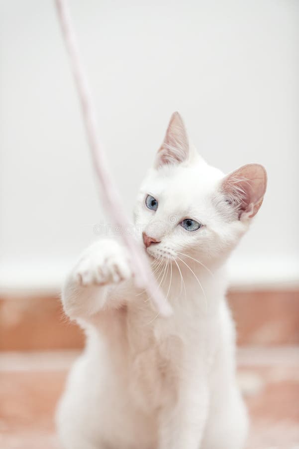 The White Cat with Paws Clawing Left and Right Stock Image - Image of ...
