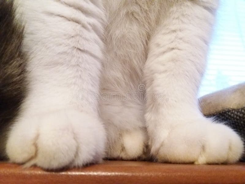 White Cat paws and Tail stock image. Image of friend - 108028643