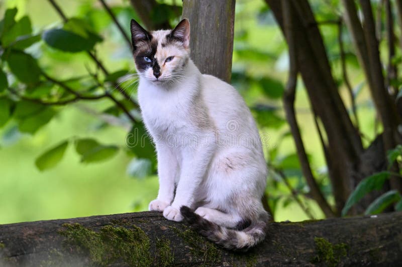 White Cat Perched on Tree Branch in Forest Stock Image - Image of ...