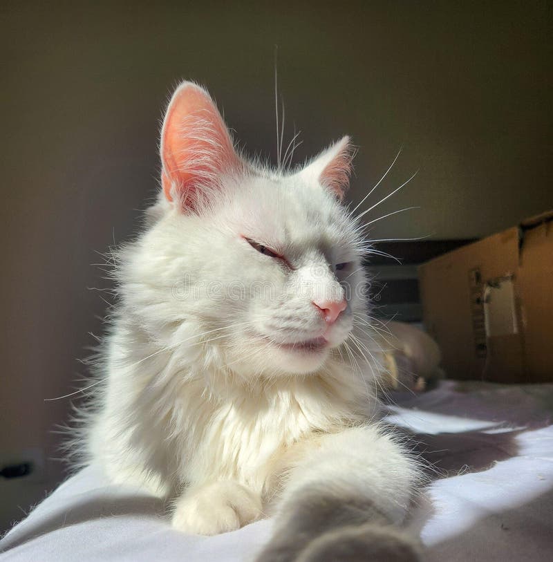 A White Cat with Pink Ears Seen from the Front Stock Image - Image of ...