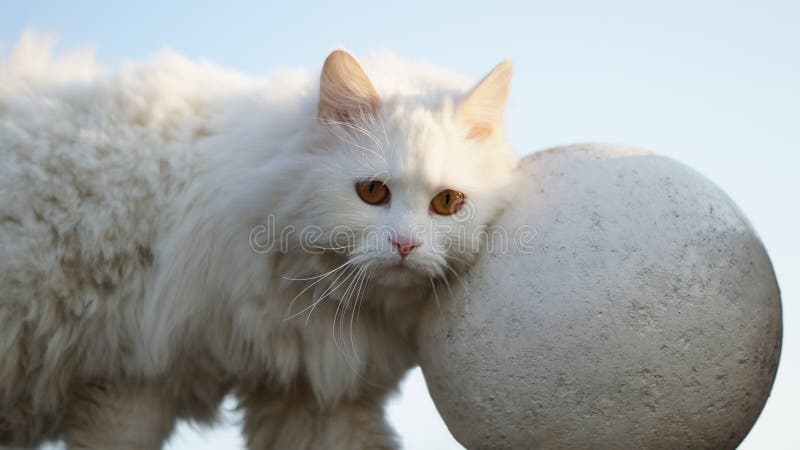 White Cat with Plaster Ball Stock Image - Image of mould, design: 74424637