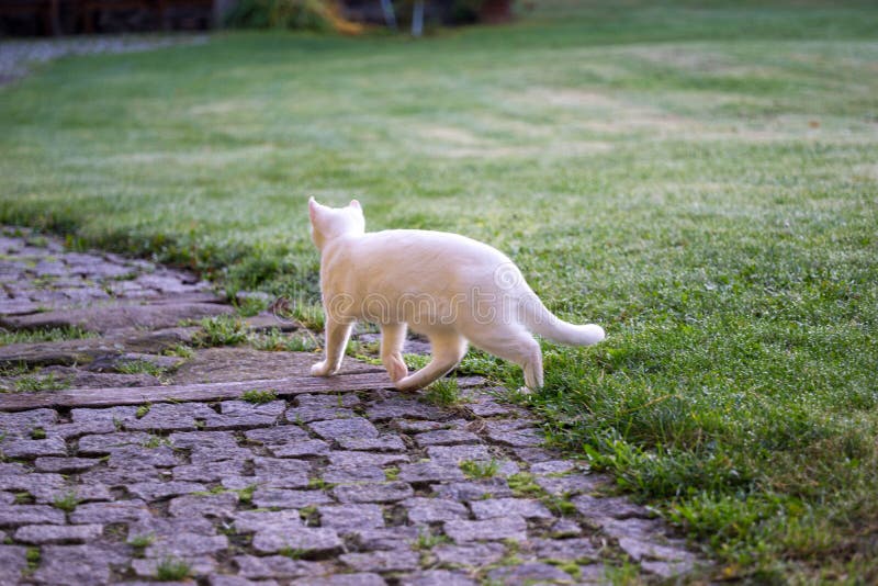 A White Cat Playing in the Garden Stock Image - Image of curious, peace ...