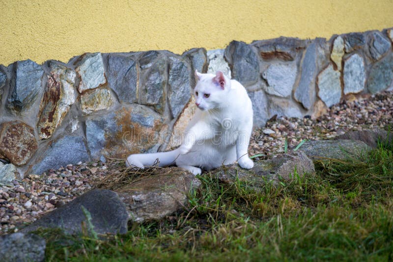 A White Cat Playing in the Garden Stock Image - Image of pure, gaze ...