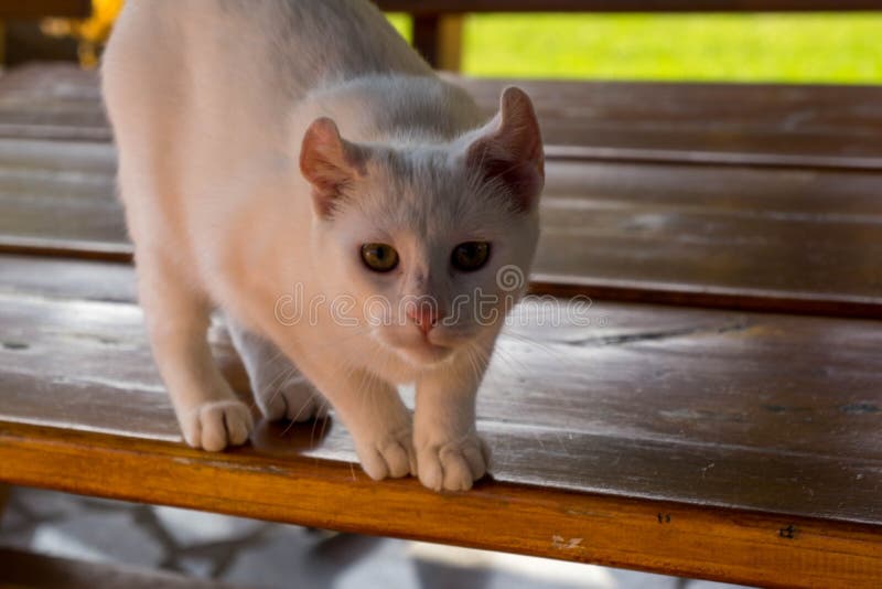 A White Cat Playing in the Garden Stock Photo - Image of alertness ...
