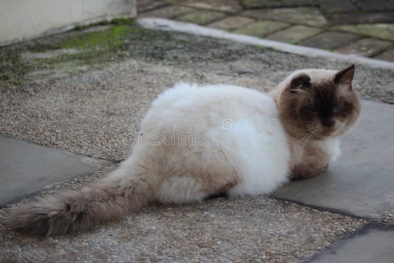 The White Cat is Playing in the Park Stock Image - Image of walk, happy ...
