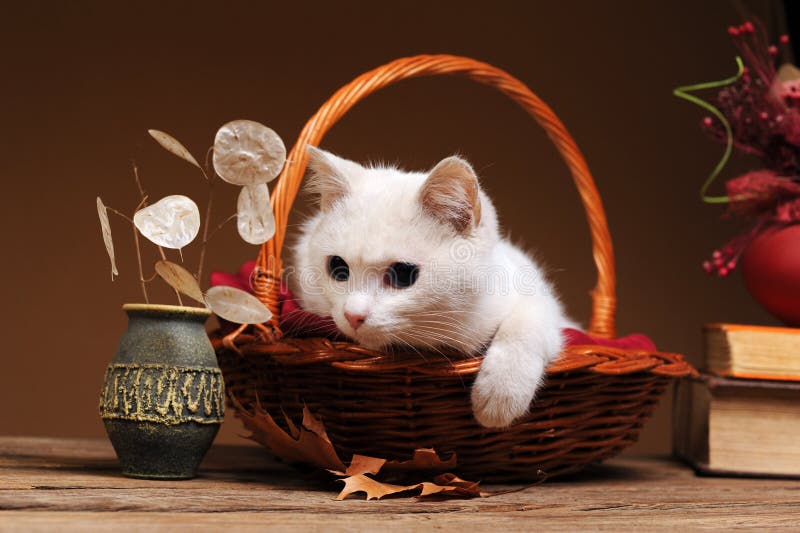 A White Cat is Playing and Posingn Stock Photo - Image of flora, basket ...