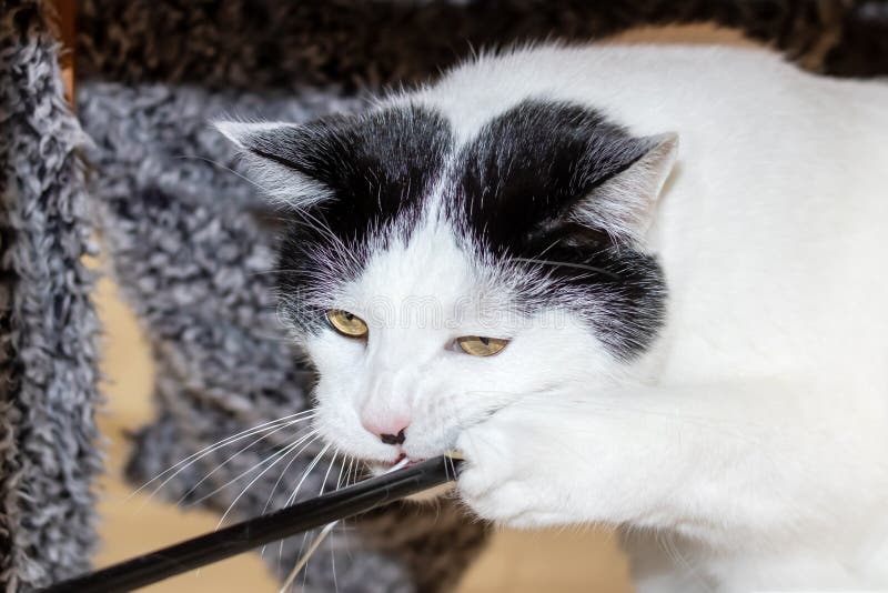 White Cat Playing with a Toy Closeup Stock Image - Image of closeup ...