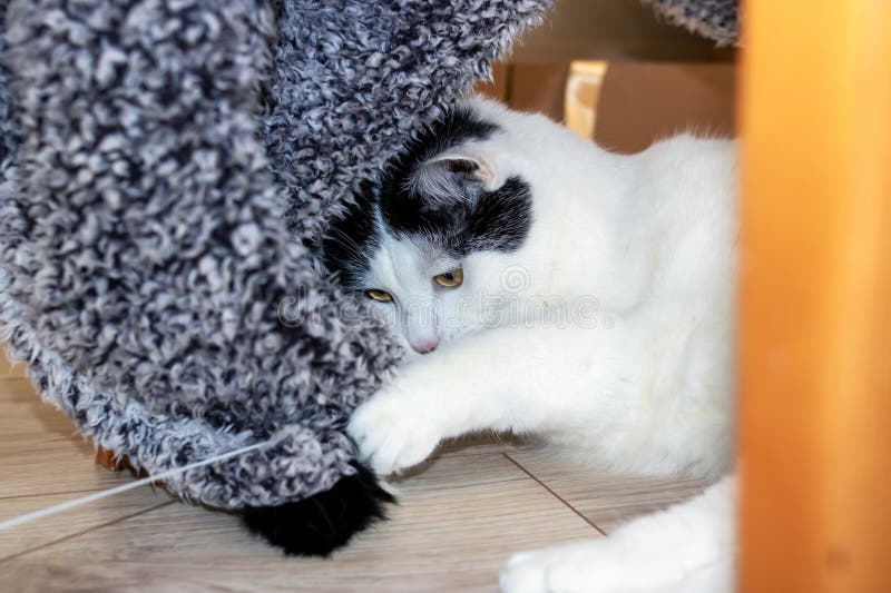 White Cat Playing with a Toy Closeup Stock Image - Image of feline ...