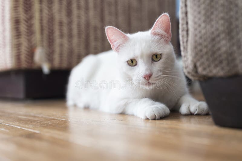 White Cat Portrait stock photo. Image of doublw, cozy - 67055450