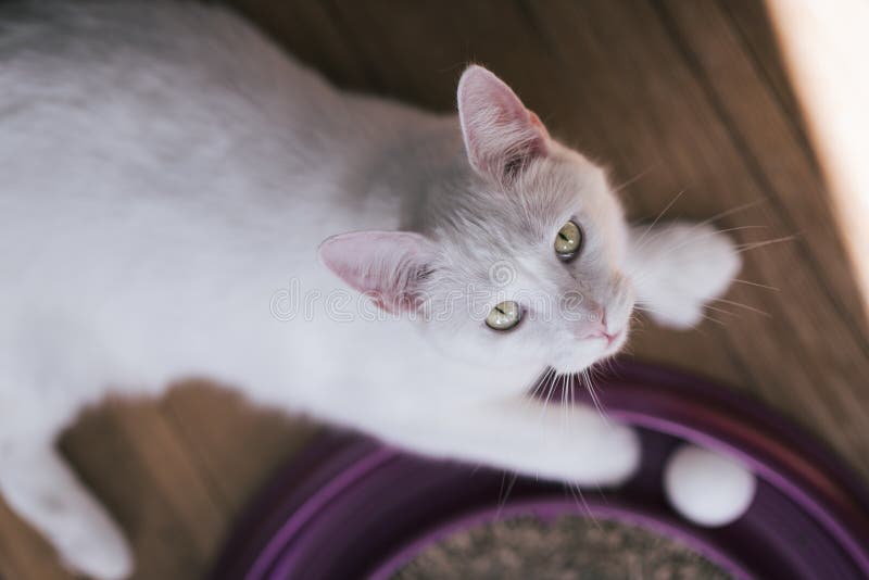 White Cat Portrait stock image. Image of looking, people - 67055533