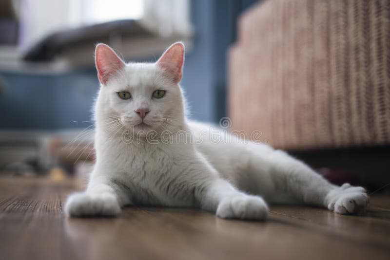 White Cat Portrait stock photo. Image of feline, portrait - 67055724