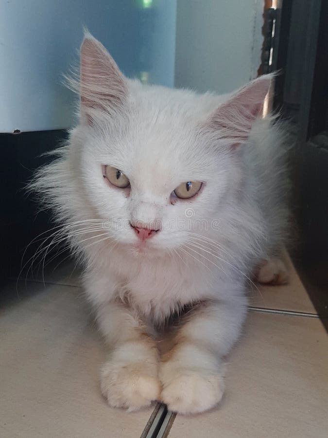 White Cat the Queen stock image. Image of pets, cats - 209417129