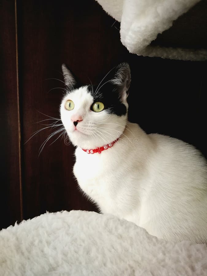 White Cat with Red Collar Sitting Inside Stock Image - Image of sitting ...