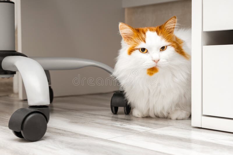 White Cat with Red Head Hiding Under Table. Stock Image - Image of ...