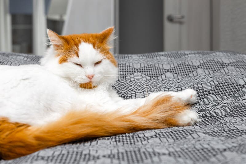 White Cat with Red Spots Lies on the Sofa. Stock Image - Image of cute ...