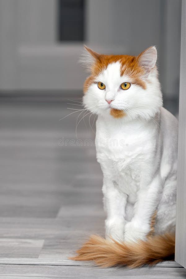 White Cat with Red Spots Sits on the Floor Stock Image - Image of ...