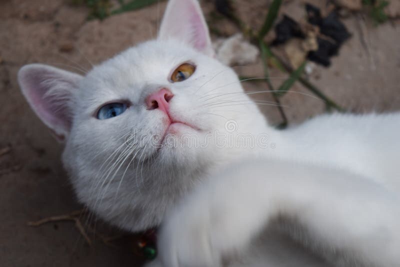 White cat relax on garden. stock image. Image of sleeping - 69916657