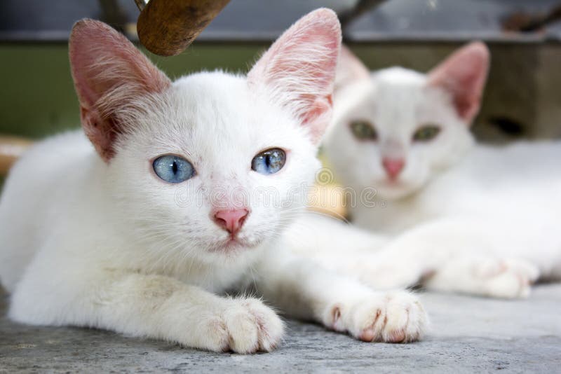 White cat relax stock image. Image of fluffy, charming - 42273253