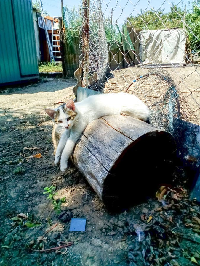White Cat is Resting Lying on a Stump. Cat in Yard Stock Photo - Image ...