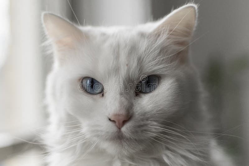 Blank stare stock photo. Image of caucasian, female, look - 20473366