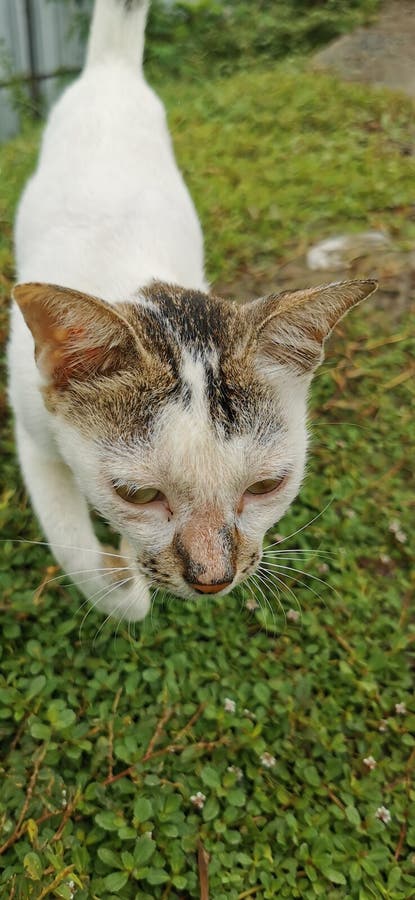 The White Cat& X27;s Extremely Sharp Gaze Looked Ahead Stock Photo ...