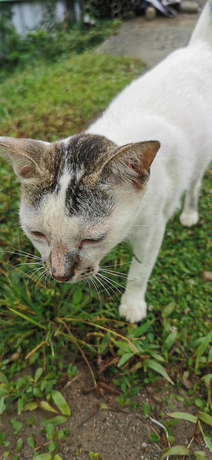 The White Cat& X27;s Extremely Sharp Gaze Looked Ahead Stock Image ...