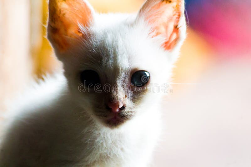 White Cat with a Scary Look. Stock Image - Image of horizontal ...