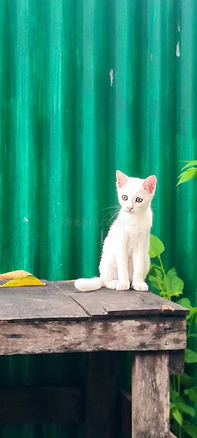 White Cat Seeing Something Interesting Stock Image - Image of white, interesting: 373796803