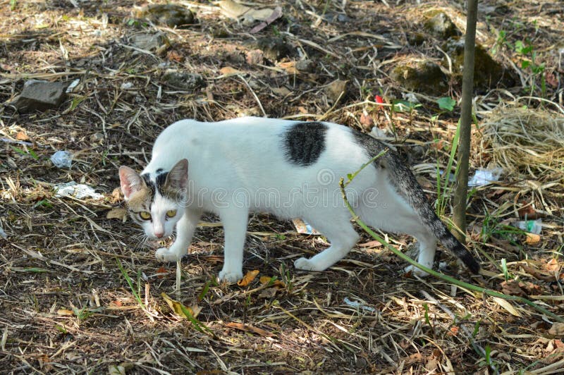 White Cat with Serious Face Ready To Pounce Stock Image - Image of ...