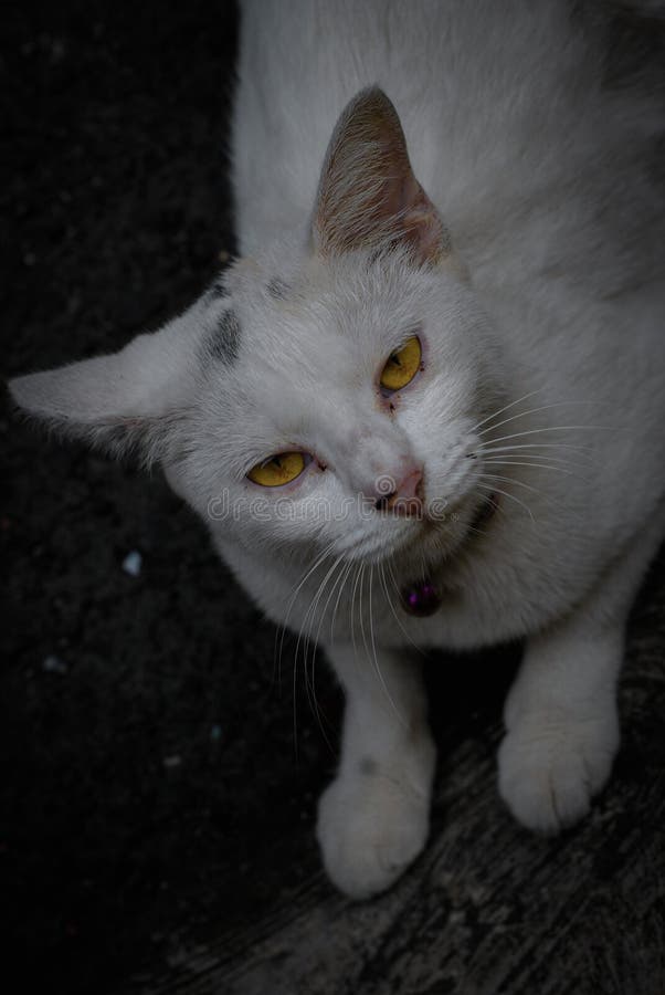 White Cat with Sharp Yellow Eyes Stock Image - Image of nose, nature ...