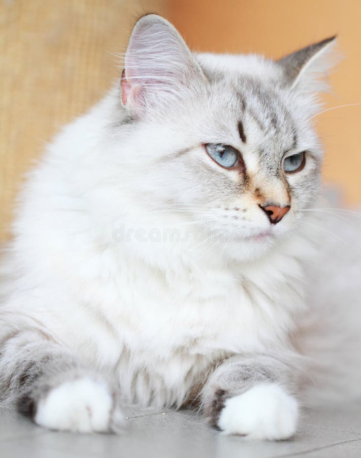 White Cat of Siberian Breed, Neva Masquerade Version Stock Photo ...