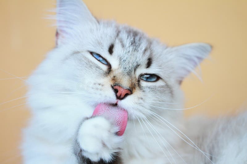 White Cat of Siberian Breed, Neva Masquerade Version Stock Photo ...