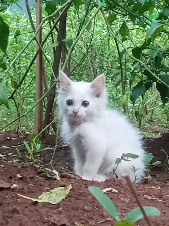 White Cat Sit on the Ground Stock Image - Image of kitten, wildcat ...