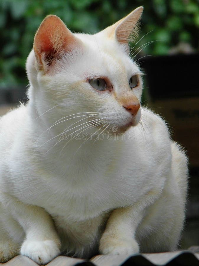 White cat stock photo. Image of cute, sitting, animal - 48151650