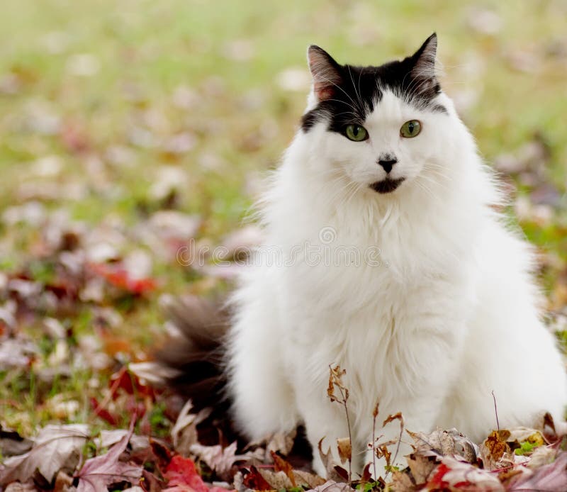 White Cat Sits on Grass and Leaves Stock Photo - Image of outdoors ...