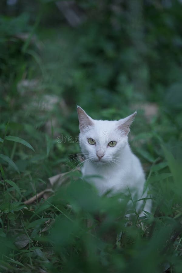 A White Cat Sits in the Yard Looking Intently at the Camera Stock Image ...