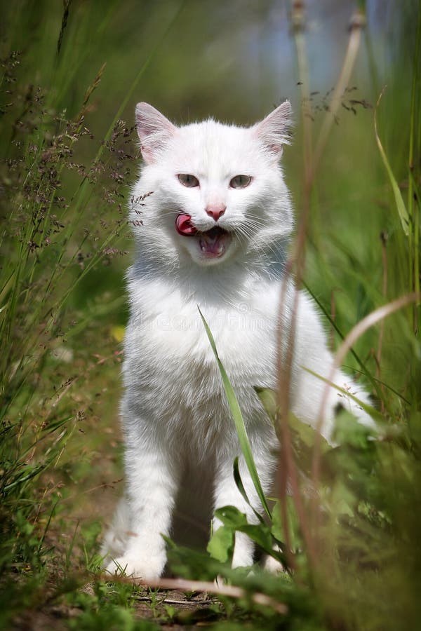 White cat sitting stock image. Image of summer, kitten - 25760913
